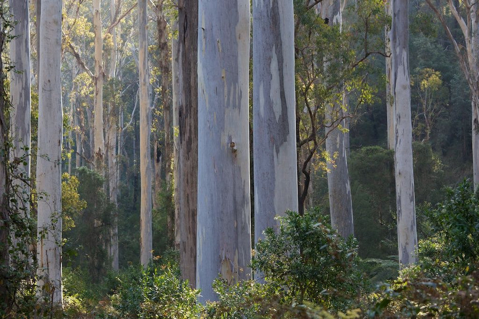 Why we chose TENCEL™ for a better night’s sleep – Belune